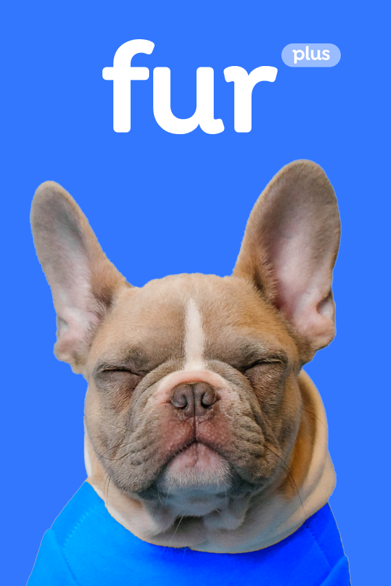 fur-plus | COMERCIOS pruebas